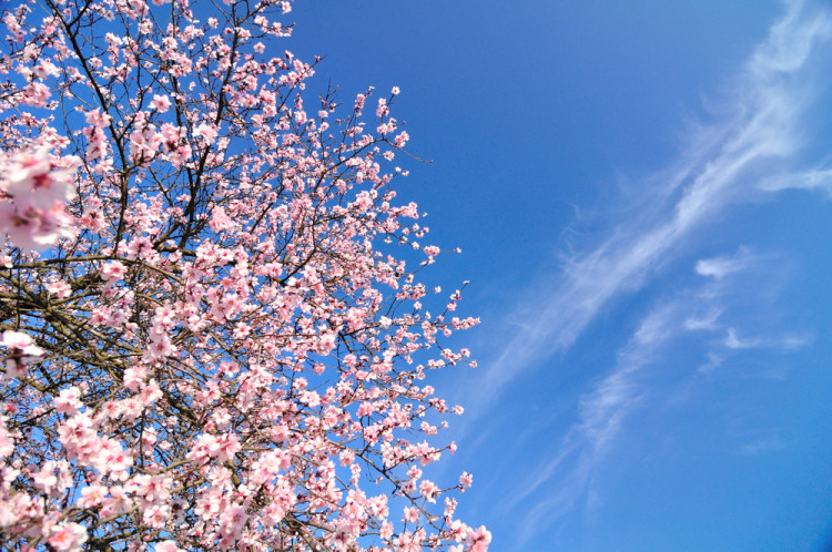 5 Ways to Prepare Your Heat Pump for Spring Weather 5 Ways to Prepare Your Heat Pump for Spring Weather